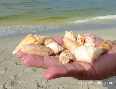 Back On The Beach At Blind Pass | I Love Shelling