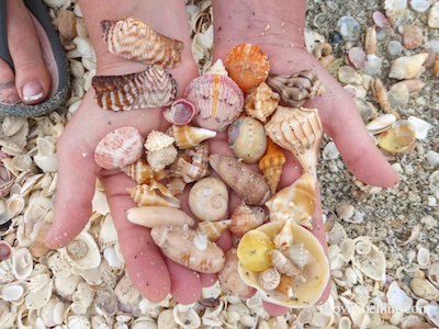 Say Shello To Seashells On Captiva | I Love Shelling