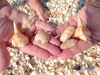 A SpectacSheller Shelling Party | I Love Shelling