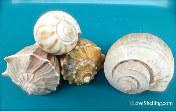 Difference Between Lightning, Pear, Knobbed, Channeled Whelks | I Love ...