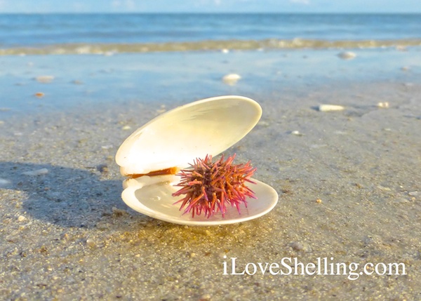 Channeled Duck Clam | i Love Shelling