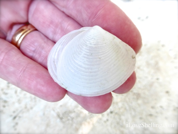 Tiny Sea Urchins And Beach Bling At Lighthouse Beach | I Love Shelling