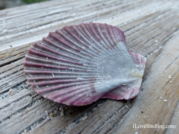 Blind Pass Flat Out Beautiful | i Love Shelling