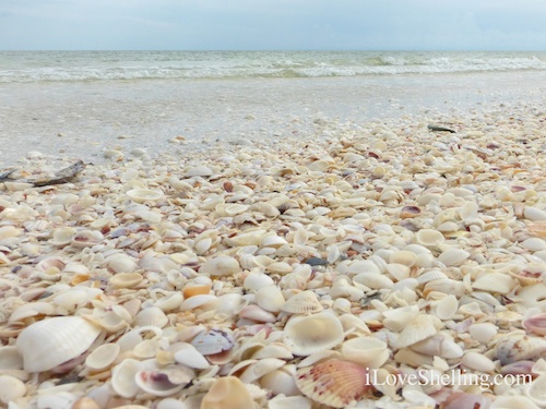 Shelling Throughout The Weekend On Sanibel and Captiva | I Love Shelling
