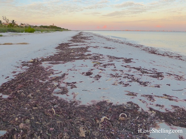 Tiny Sea Urchins And Beach Bling At Lighthouse Beach | I Love Shelling