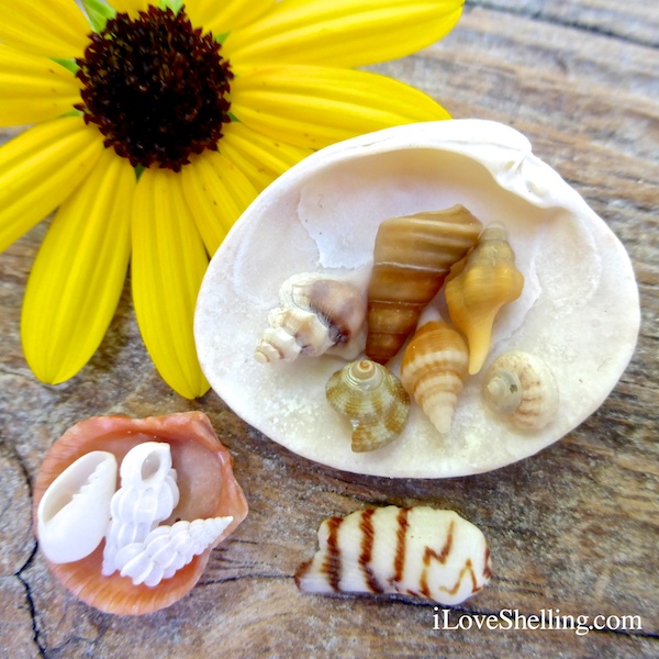Seashells As Cute As A Button | I Love Shelling