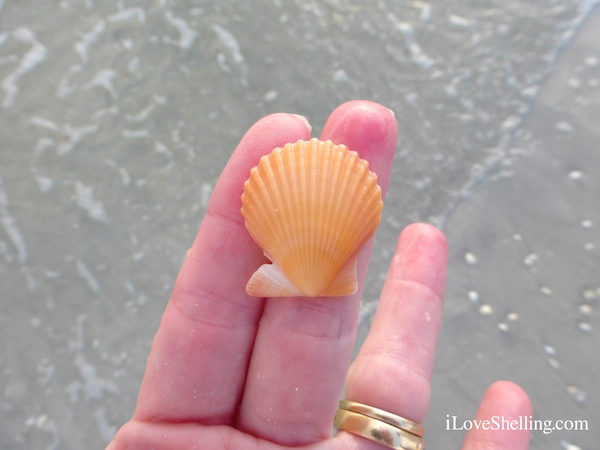 Positively Perfect Paradise | I Love Shelling