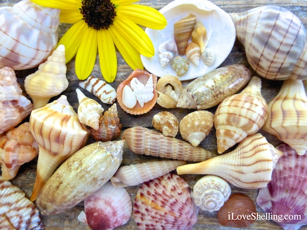 Seashells As Cute As A Button | I Love Shelling