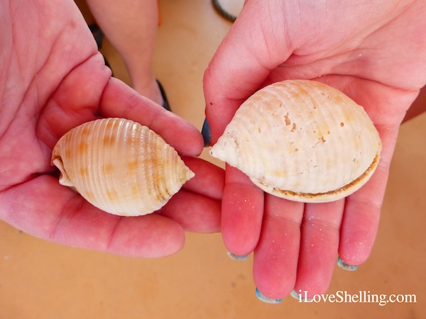 Scotch Bonnets On Cayo Costa iLoveShelling Cruise | I Love Shelling