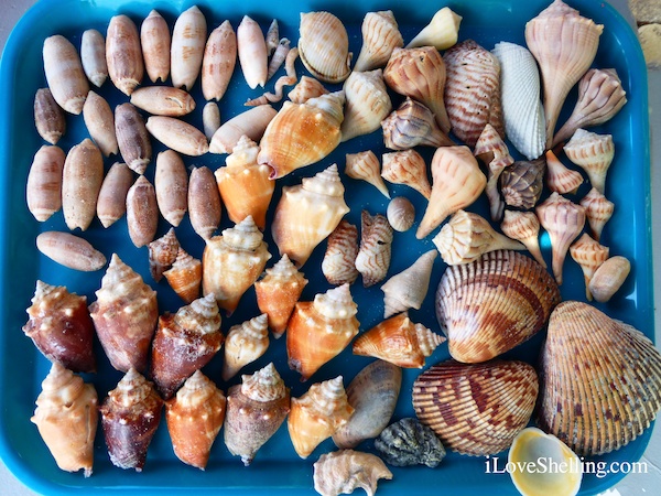 Scotch Bonnets On Cayo Costa iLoveShelling Cruise | I Love Shelling