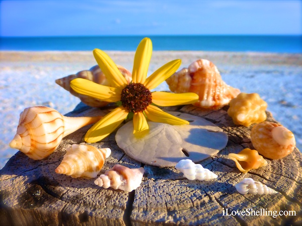 Seashells As Cute As A Button | I Love Shelling