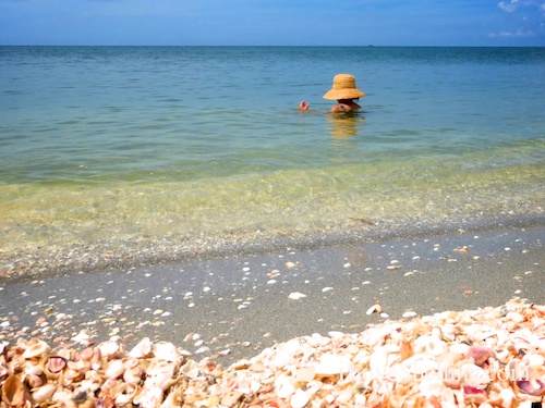 Shelling Throughout The Weekend On Sanibel and Captiva | I Love Shelling