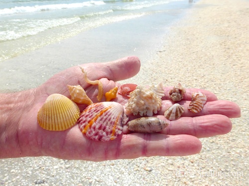 Shelling Throughout The Weekend On Sanibel and Captiva | I Love Shelling