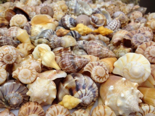 Shelling Throughout The Weekend On Sanibel and Captiva | I Love Shelling
