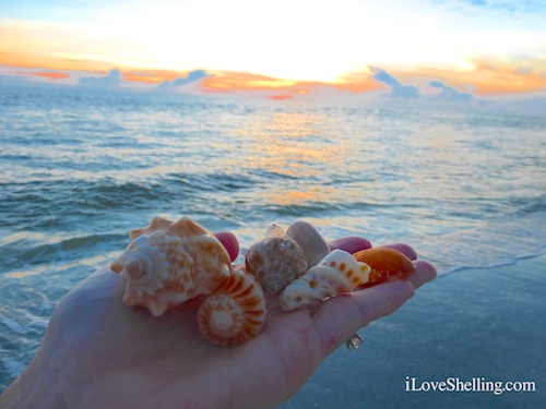 Shelling Throughout The Weekend On Sanibel and Captiva | I Love Shelling