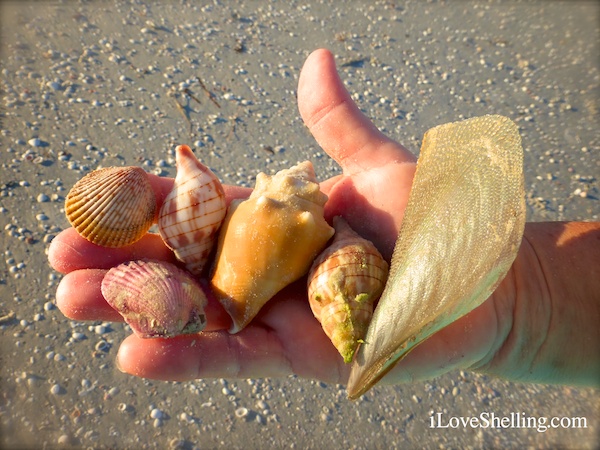 Breakfast of Shelling Champions | I Love Shelling