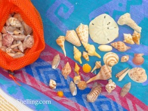 Shelling Throughout The Weekend On Sanibel and Captiva | I Love Shelling