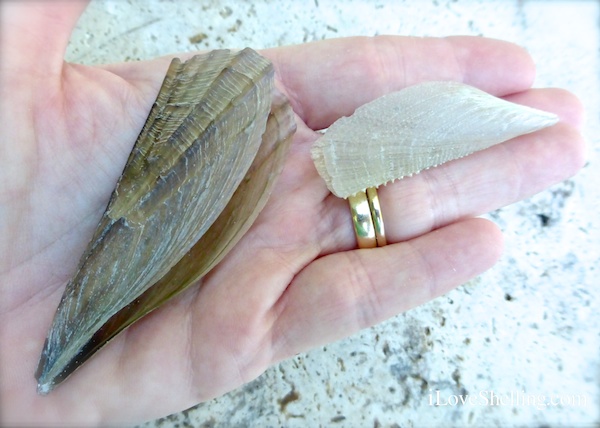 Tiny Sea Urchins And Beach Bling At Lighthouse Beach | I Love Shelling