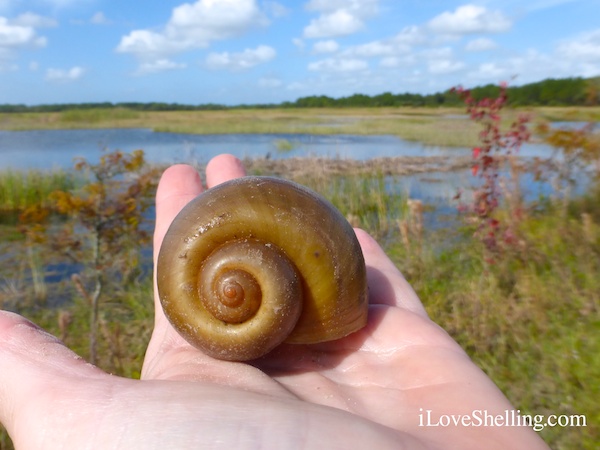 Filling The Apple Snail Cart At Harns Marsh Preserve | I Love Shelling