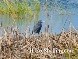 Filling The Apple Snail Cart At Harns Marsh Preserve | I Love Shelling