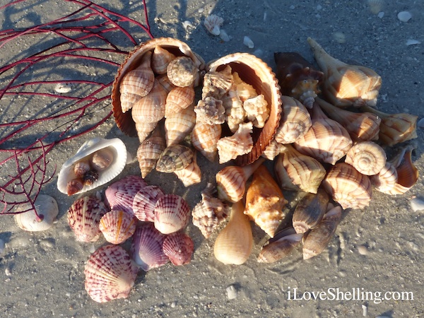 Sanibel Low Tide Shelling At Dawn | I Love Shelling