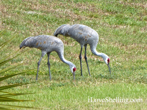 Filling The Apple Snail Cart At Harns Marsh Preserve | I Love Shelling