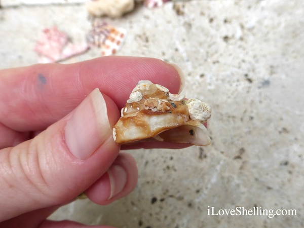 String Of Shells On Captiva | I Love Shelling