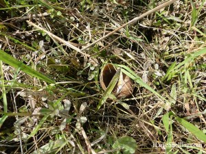 Filling The Apple Snail Cart At Harns Marsh Preserve | I Love Shelling