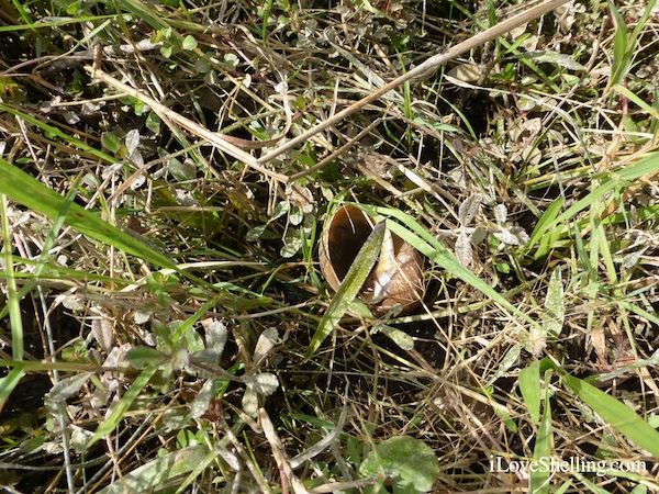 Filling The Apple Snail Cart At Harns Marsh Preserve | I Love Shelling