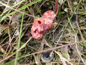 Filling The Apple Snail Cart At Harns Marsh Preserve | I Love Shelling
