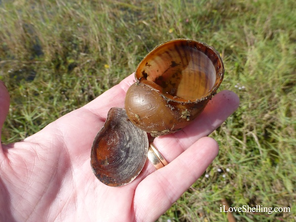 Apple Snail | i Love Shelling