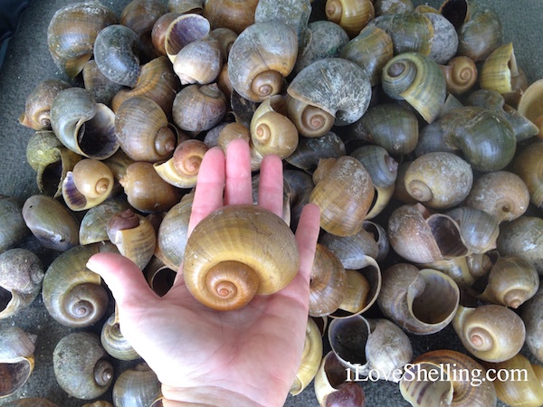 Filling The Apple Snail Cart At Harns Marsh Preserve | I Love Shelling