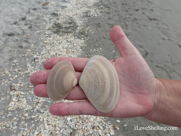 Spectasheller Speckled Tellin | I Love Shelling