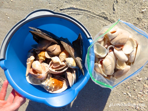 Shells Arrive On The Incoming Tide | I Love Shelling