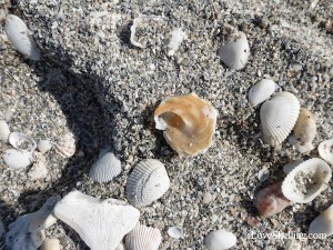 String Of Shells On Captiva | I Love Shelling
