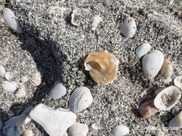 String Of Shells On Captiva | I Love Shelling