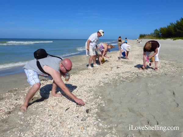 String Of Shells On Captiva | I Love Shelling