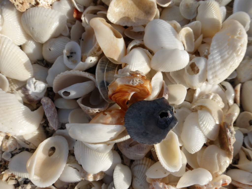 String Of Shells On Captiva | I Love Shelling