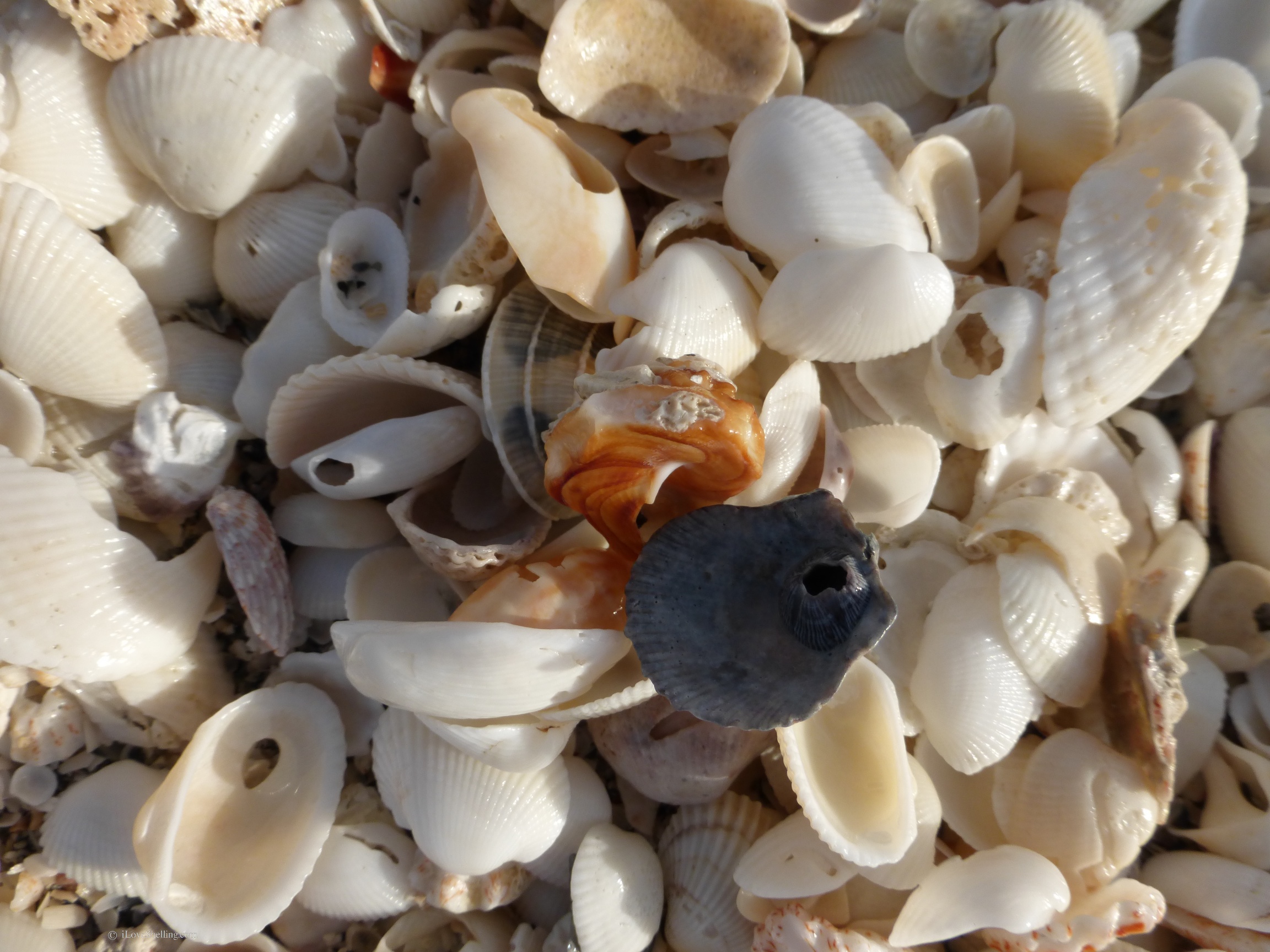 String Of Shells On Captiva | I Love Shelling