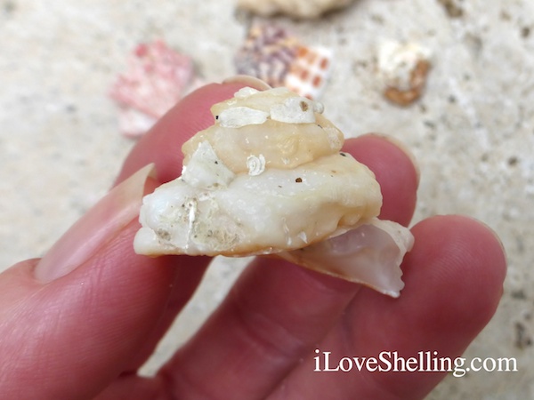 String Of Shells On Captiva | I Love Shelling