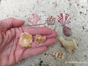 String Of Shells On Captiva | I Love Shelling