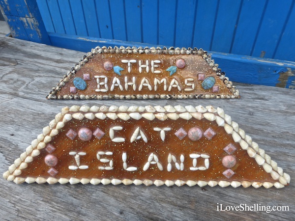 Look What The Cat Island Dragged In | I Love Shelling