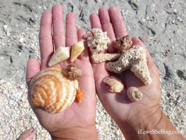 String Of Shells On Captiva | I Love Shelling