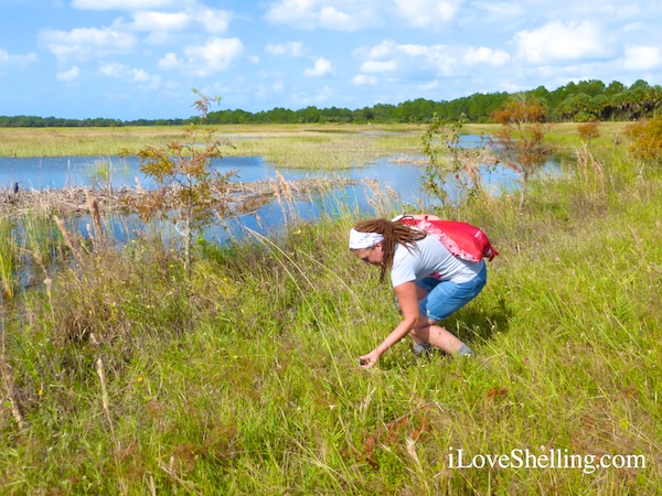 Filling The Apple Snail Cart At Harns Marsh Preserve | I Love Shelling