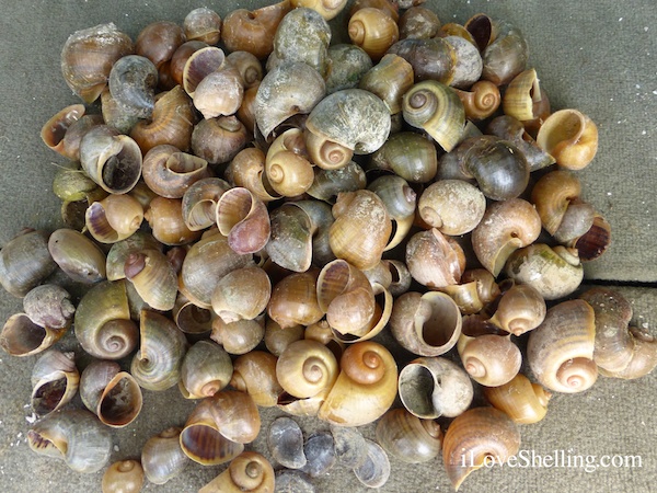 Filling The Apple Snail Cart At Harns Marsh Preserve | I Love Shelling