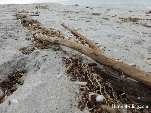 How To Make An Easy Sanibel Island SeaShell Mobile | I Love Shelling