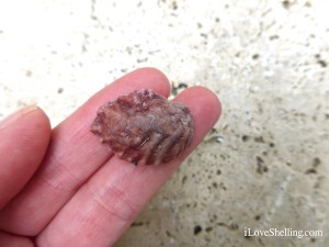 String Of Shells On Captiva | I Love Shelling
