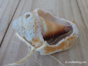 How To Make An Easy Sanibel Island SeaShell Mobile | I Love Shelling