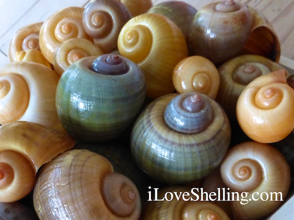 Filling The Apple Snail Cart At Harns Marsh Preserve | I Love Shelling