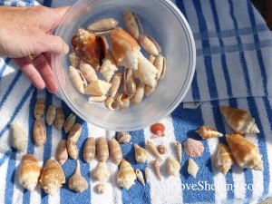 String Of Shells On Captiva | I Love Shelling